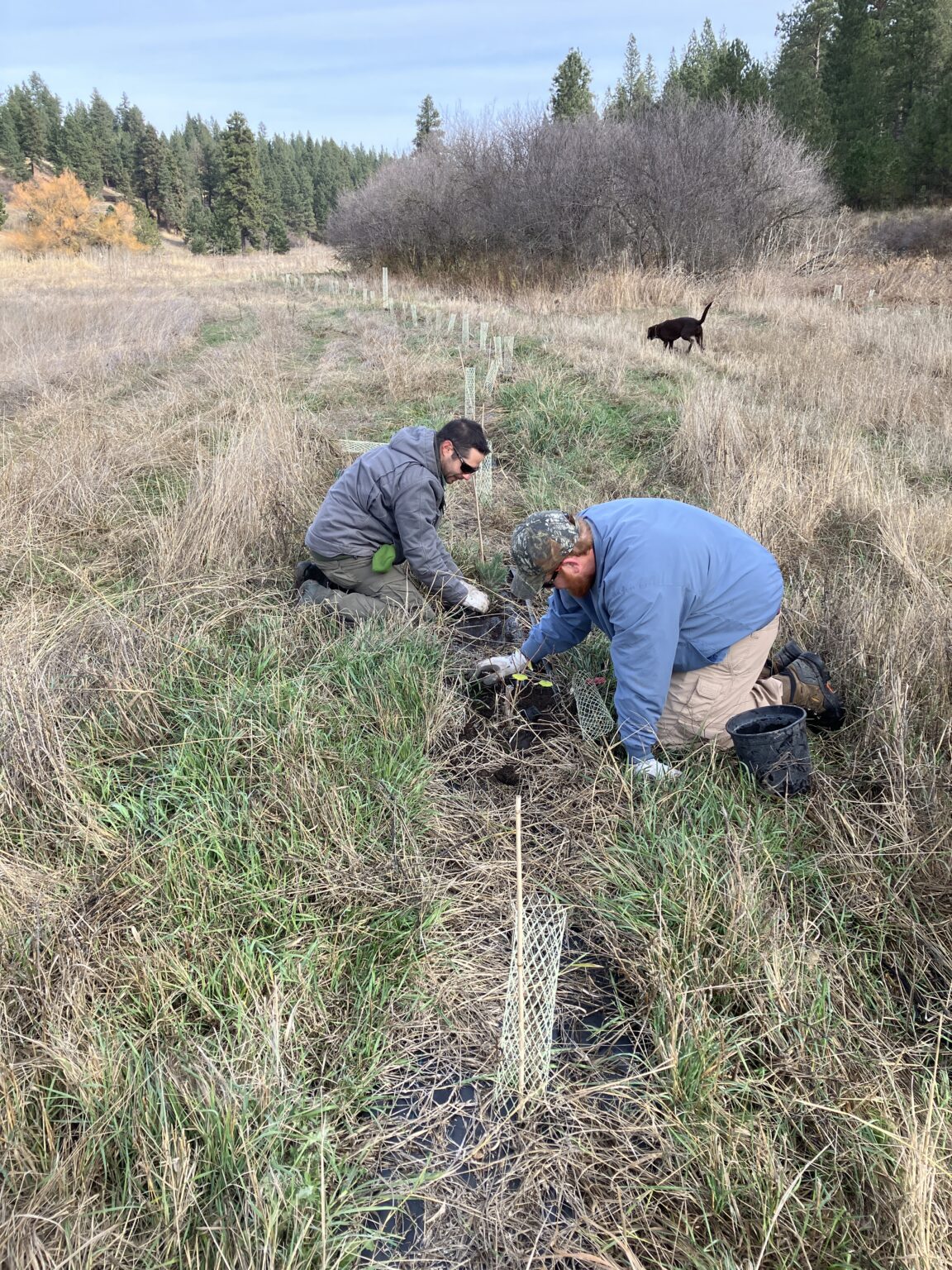 Invasive vs Native Plant Species of Whitman County – Whitman ...